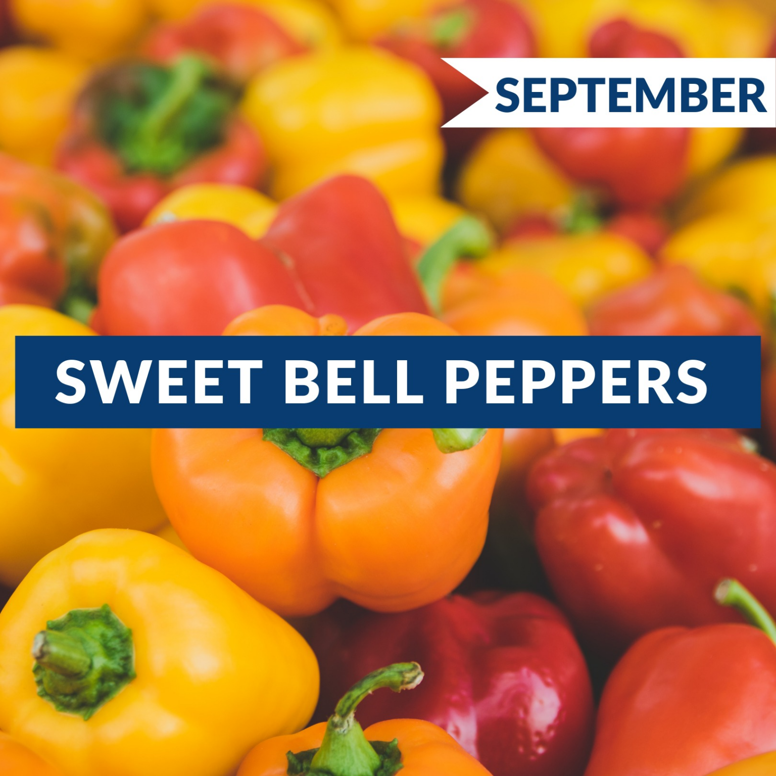 Caroline County Public School