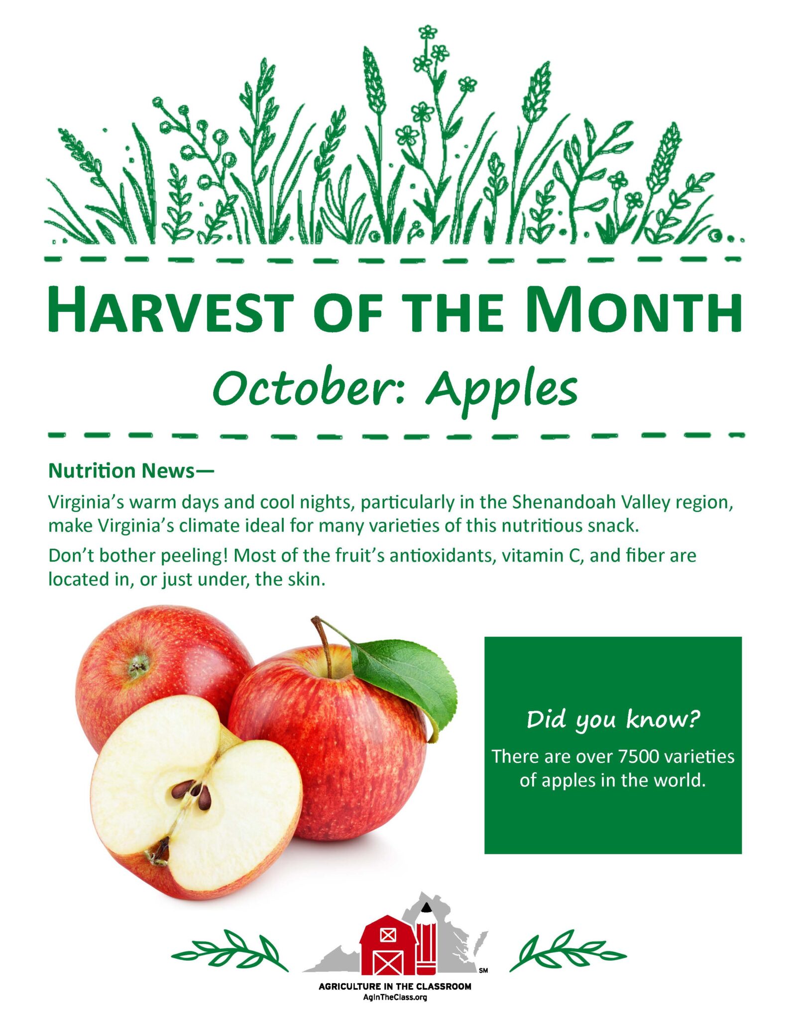 October Harvest of the Month: Apples - Caroline County Public School